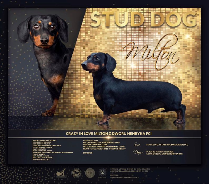 Reproduktor jamnik miniaturowy Kraków Czyżyny • OLX.pl