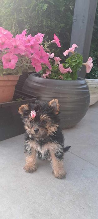 Yorkshire Terrier York Miniaturka Piękna Suczka Szczecinek • OLX.pl