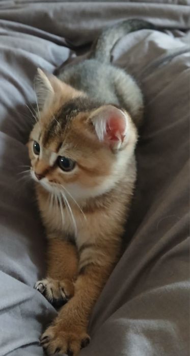 Scottish straid Algueirão-Mem Martins • OLX.pt