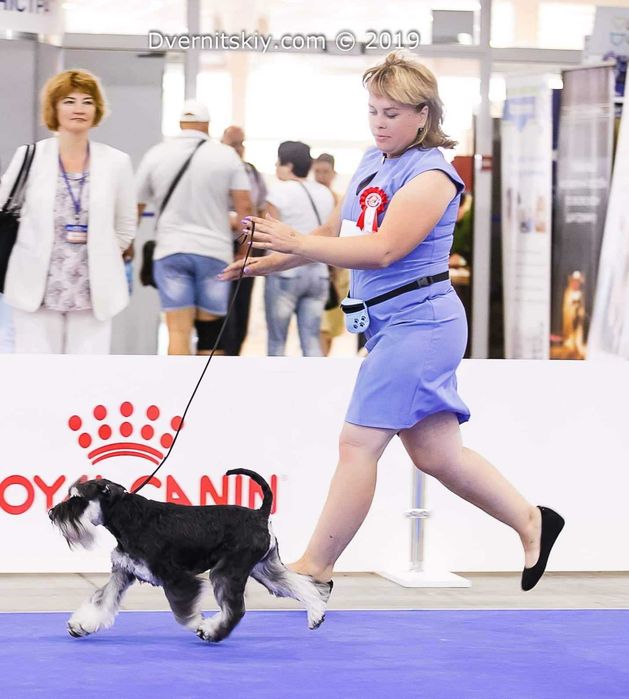 Цвергшнауцер цуценята FCI: 25 000 грн. - Собаки Київ на Olx