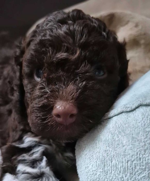 Cudne szczenię lagotto romagnolo piesek Nowa Wieś • OLX.pl