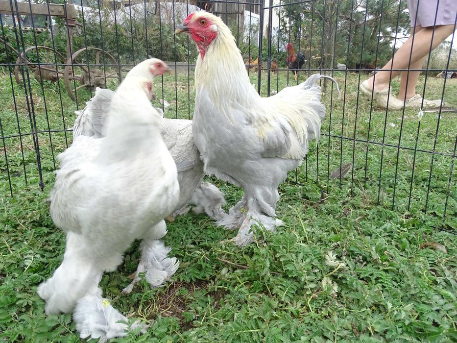 Brahma mini lawendowa, brahmy lawendowe Kostomłoty • OLX.pl