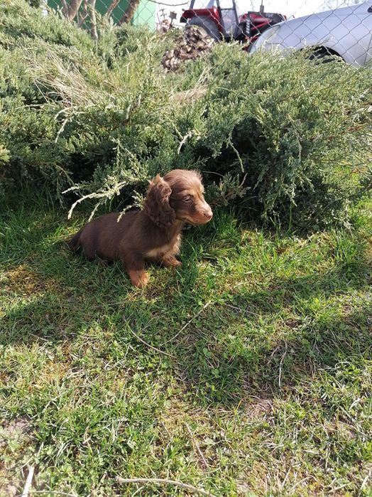 Jamnik miniaturowy długowłosy Wąbrzeźno • OLX.pl