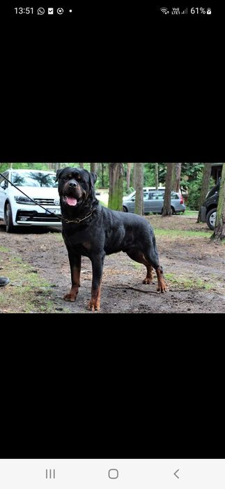 Rottweiler Pies 8 miesięcy Zkwp Fci. Piękny wielki pies. Żnin • OLX.pl