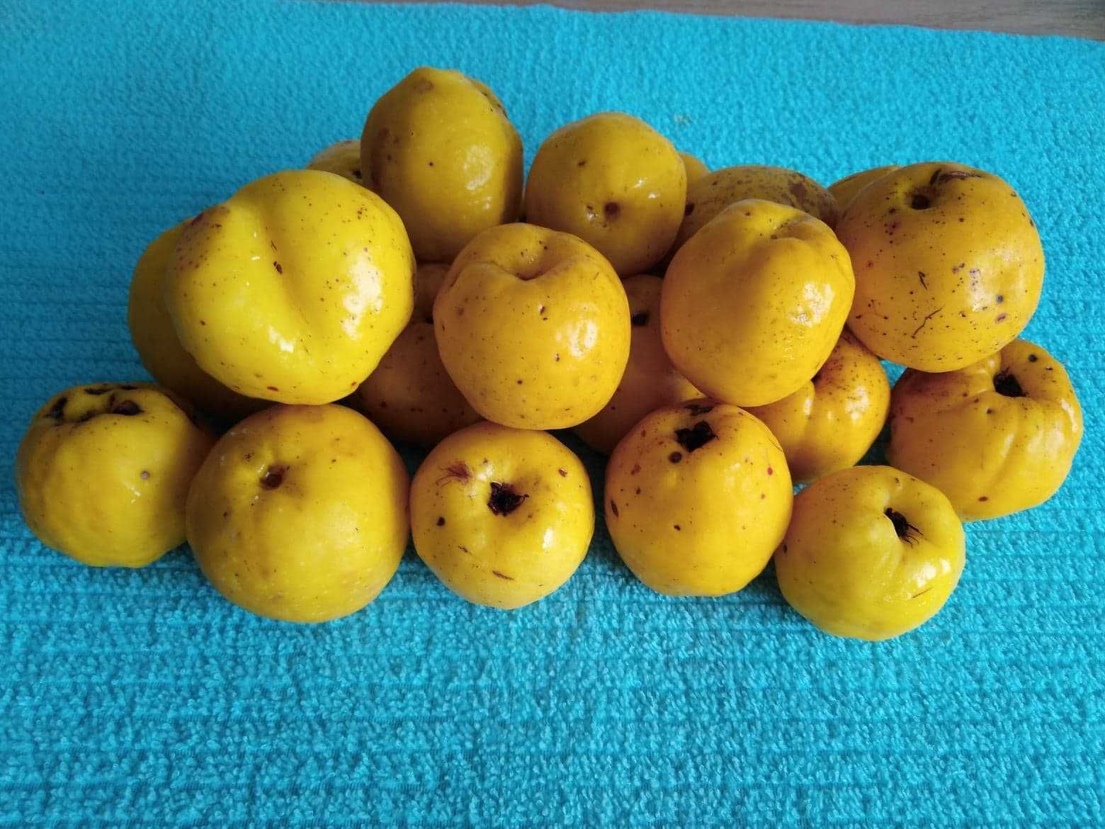 Pigwowiec japonski Jabłonna-Majątek • OLX.pl Pigwowiec japonski Jabłonna-Majątek • OLX.pl