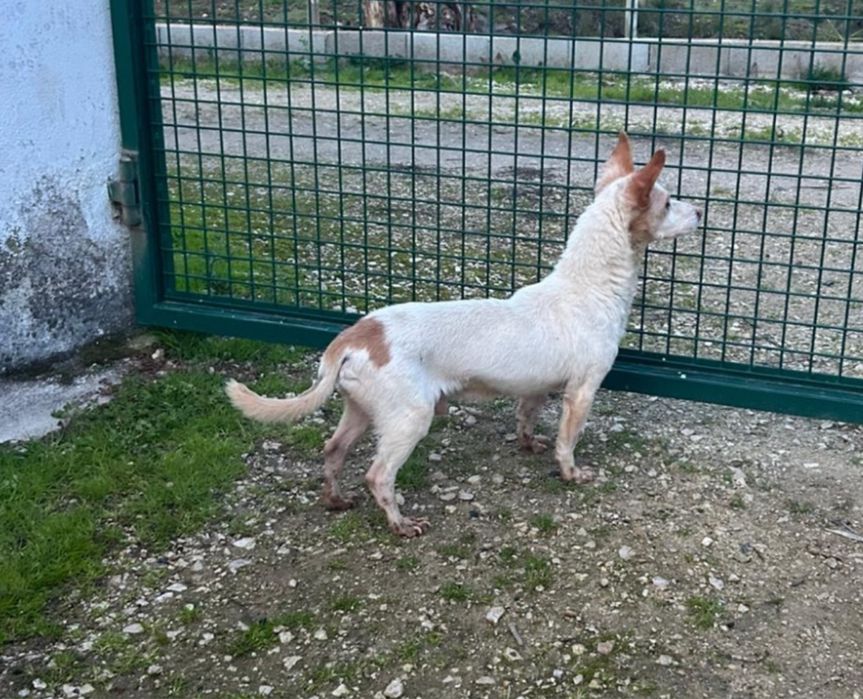 Fox terrier e Podengo para dar Torres Vedras (São Pedro, Santiago ...
