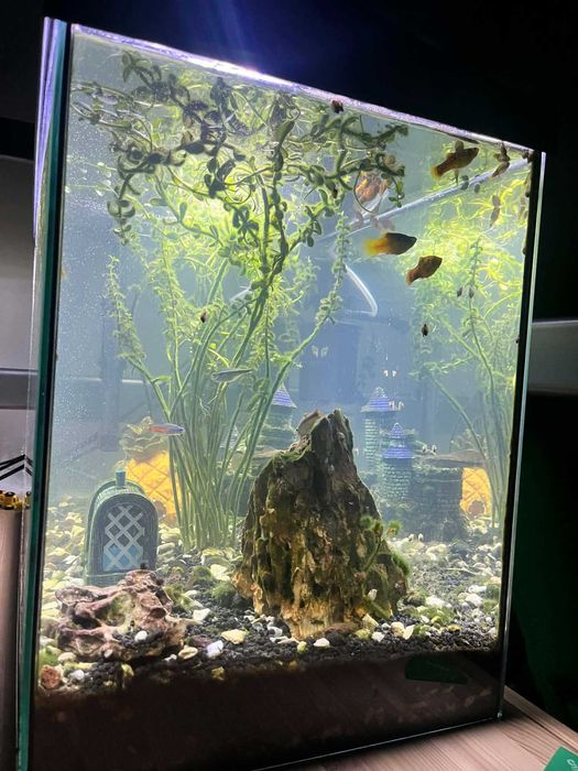 Akwarium Aquael 90l + rośliny + ozdoby + podłoża + rybki – komplet ...