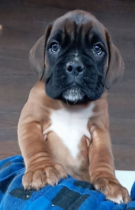 Bokser piesek gotowy do odbioru Miechów • OLX.pl