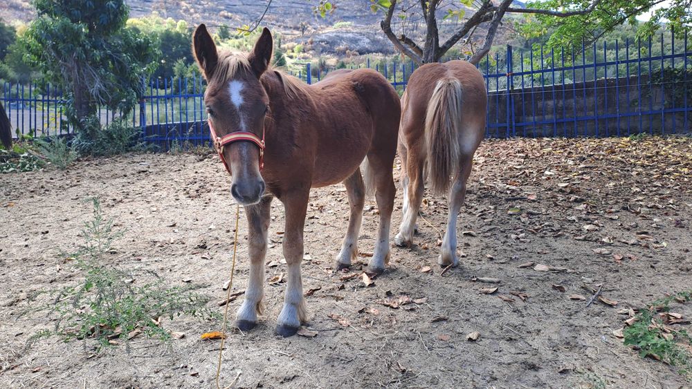 Poldro breton de 2025 Chaves • OLX.pt