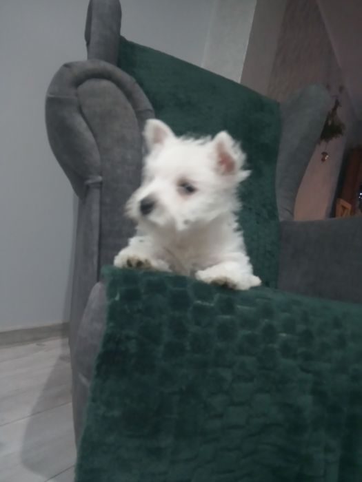 Suczka West Highland Wbite Terrier Krzywiń • OLX.pl