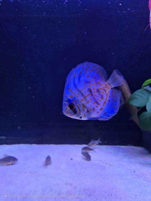 Paletki dyskowce ryby Konin • OLX.pl