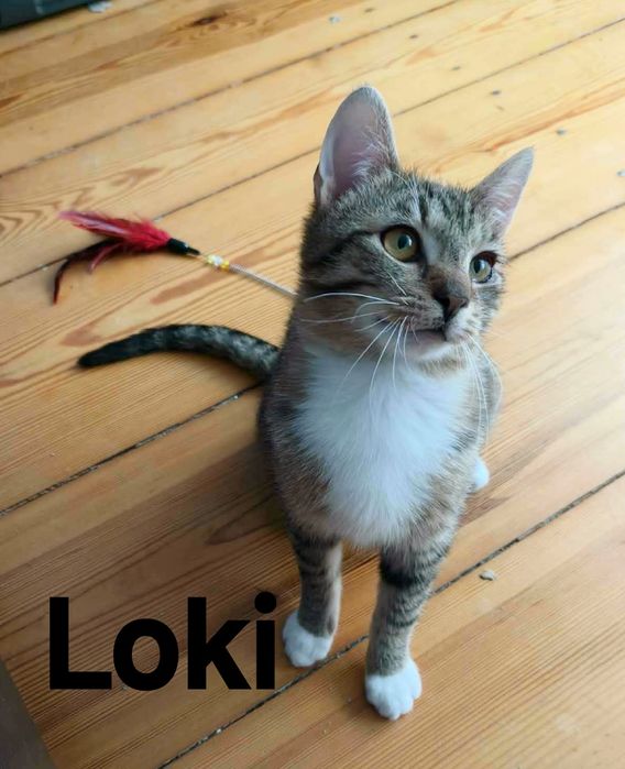 Cudne Loki i Furi proszą o dom .. Kraków Nowa Huta • OLX.pl