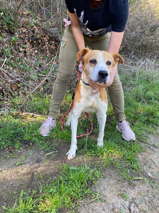 Rafeiro mais portugues que eu nao há Mafra • OLX Portugal