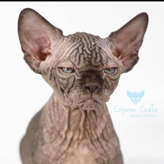 Sfinks - Koty - OLX.pl