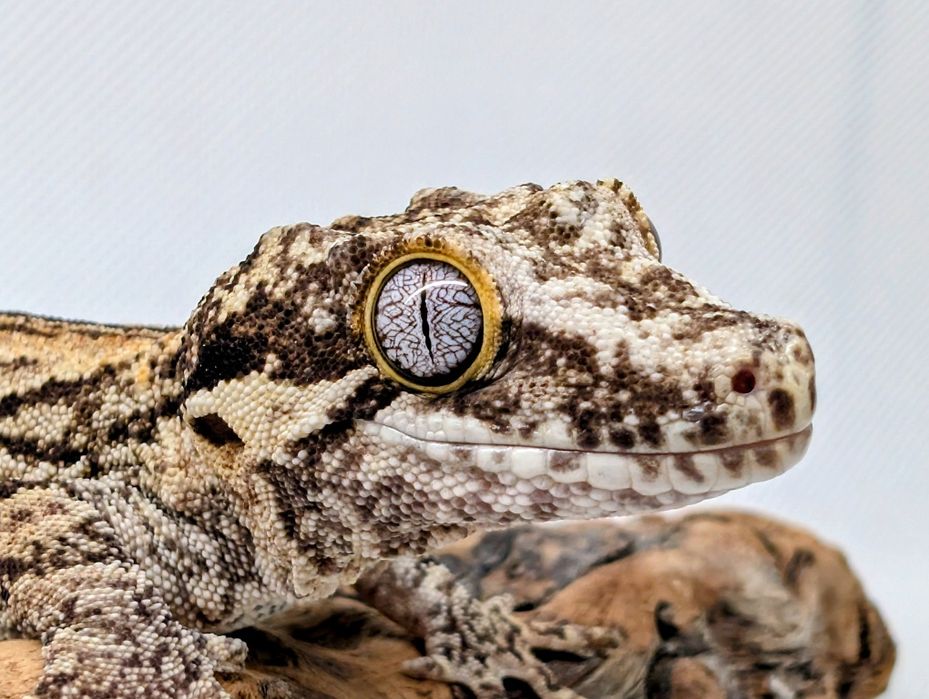 Gekon nie orzęsiony 40 gram samica Kraków Łagiewniki-Borek Fałęcki • OLX.pl