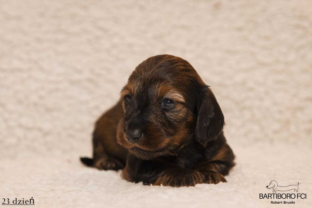 Jamnik Długowłosy Króliczy ZKwP FCI Zielona Góra • OLX.pl