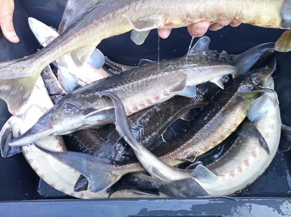 Jesiotr 1,8 kg - 2,8 kg cena 39zl/ kg , karp lin amur pstrąg węgorz ...