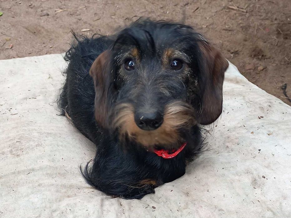 Jamnik szorstkowłosy miniaturowy Zbychowo • OLX.pl