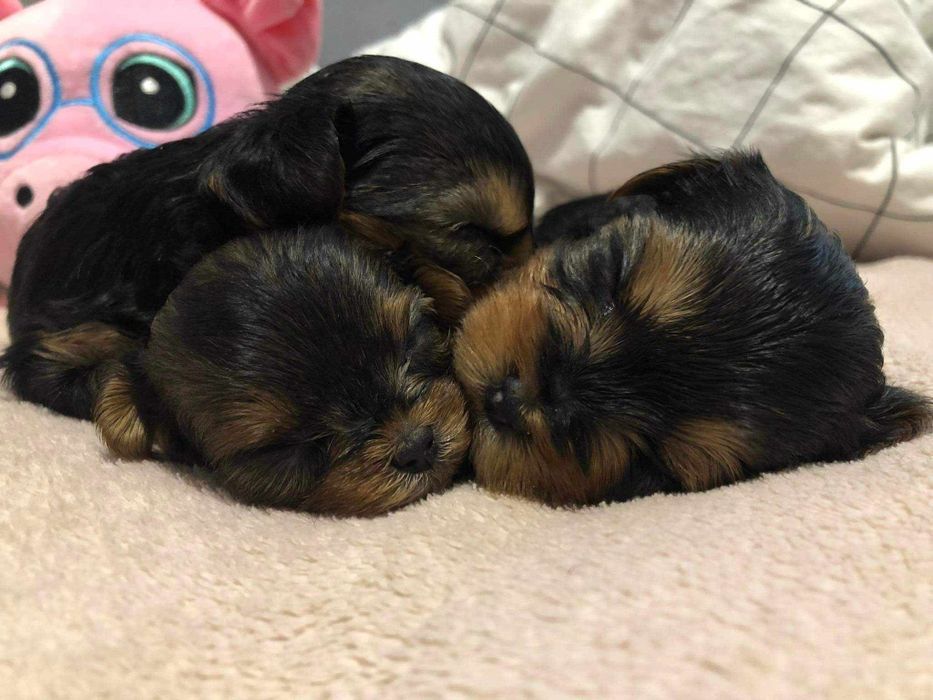 York miniaturka - psy na sprzedaż - szczeniaki z rodowodem | OLX