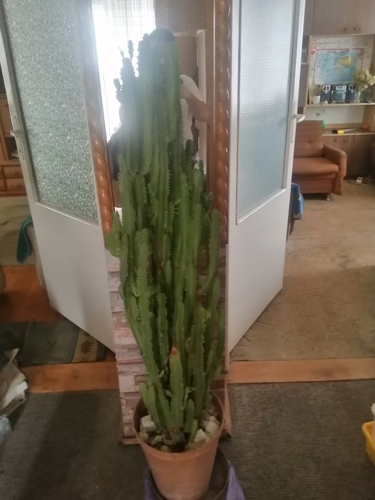 Kaktus okazały, wysoki Myszków • OLX.pl