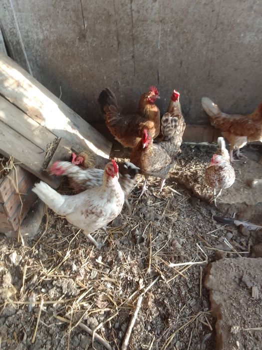 Kury liliputki czubatki drób Gorzyce • OLX.pl