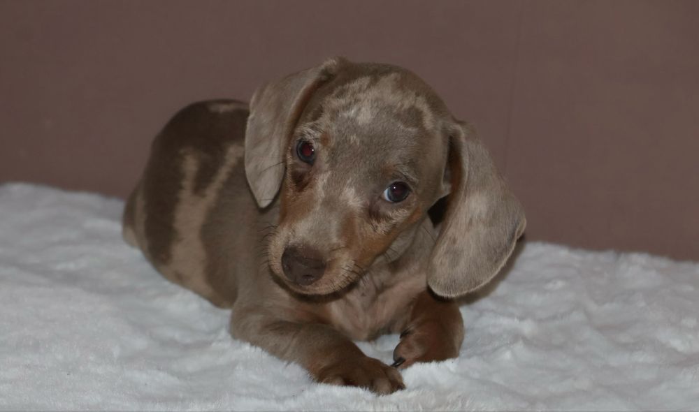 jamnik merle - Twój przyszły pies | OLX Zwierzęta