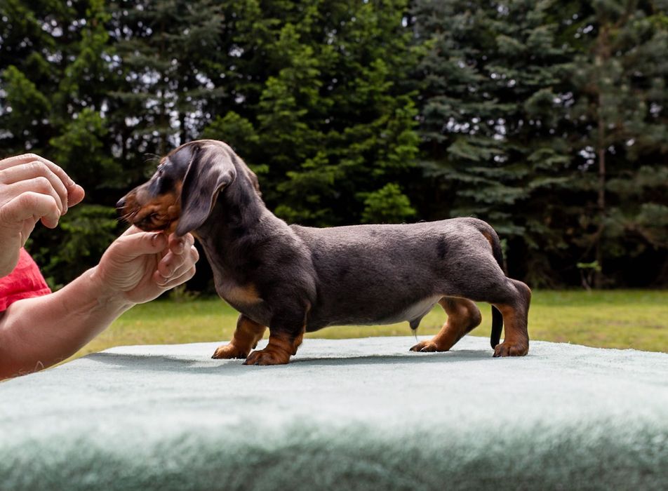 Jamnik miniaturowy merle Budy-Grzybek • OLX.pl