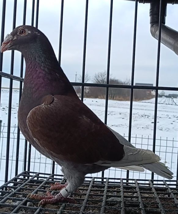 Golebie pocztowe Mników • OLX.pl