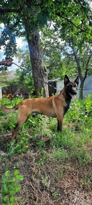 Подросток Belgian Malinois,док.-ты КСУ(UKU/FCI): 40 000 грн. - Собаки Харків на Olx