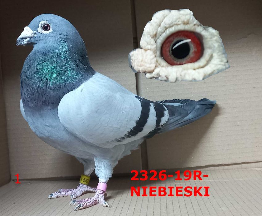 Gołębie pocztowe Jasło • OLX.pl