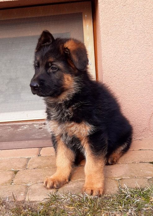 Owczarek Niemiecki FCI Majdan Sopocki Drugi • OLX.pl