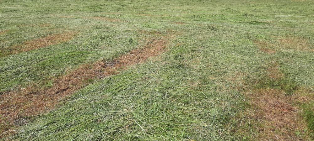 Siano w belach 120x120 / siano wysokiej jakości dla koni bydła / siano ...