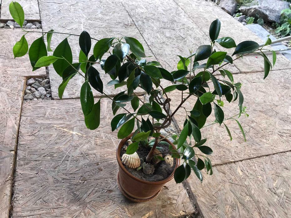 Фикус Бенджамина экзотик h-60см растение вазон Ficus benjamina: 290 грн ...