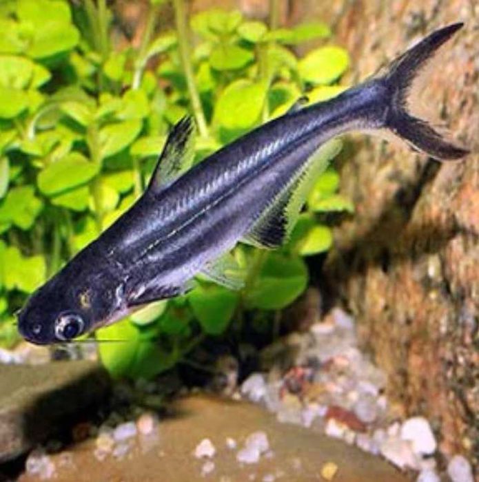 Sum rekini - Wielkook - Panga - Pangasianodon hypophthalmus - wysyłka ...