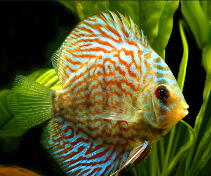 Paletka - Dyskowiec - ROYAL PURPLE - Symphysodon discus - SELEKCJA ...