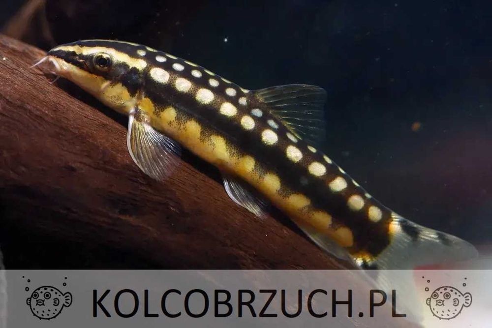 Bocja karłowata - zjada ślimaki - Botia sidthimunki Łódź Śródmieście ...