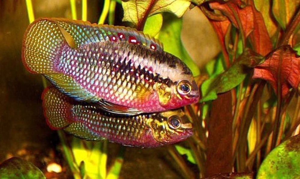 Akara wiśniowa - Akarka - Korumba - Laetacara dorsigera - dowóz Tczew ...