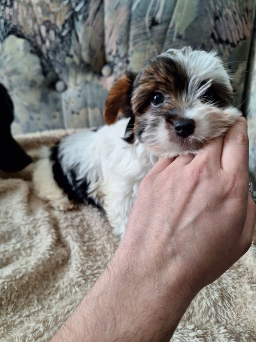 Yorkshire terrier biewer sunia Nowy Folwark • OLX.pl