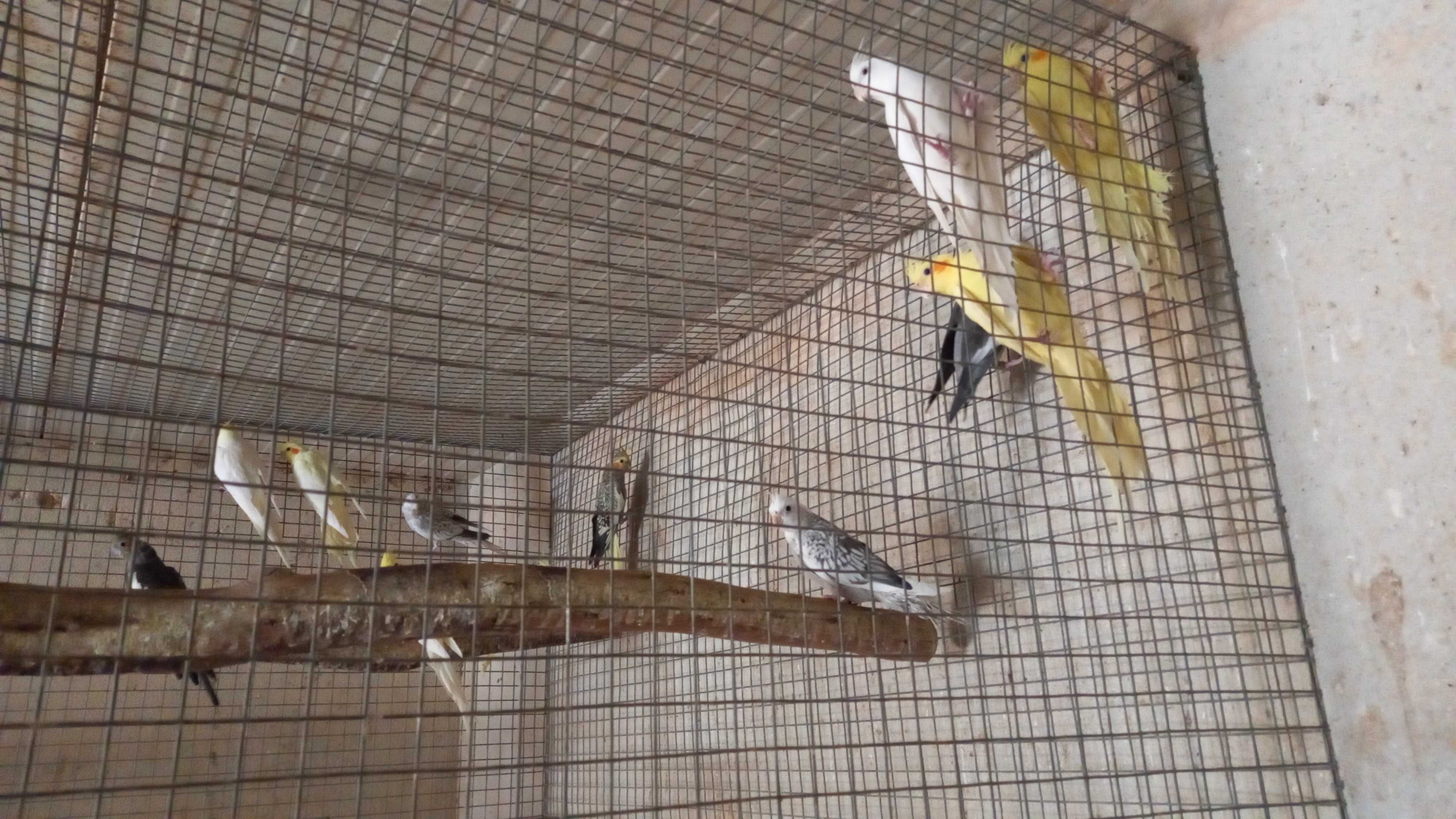 Vendo aves desde 6€, Loris, Aratinga Jandaya, Agapornis, etc. Moita ... Vendo aves desde 6€, Loris, Aratinga Jandaya, Agapornis, etc. Moita ...