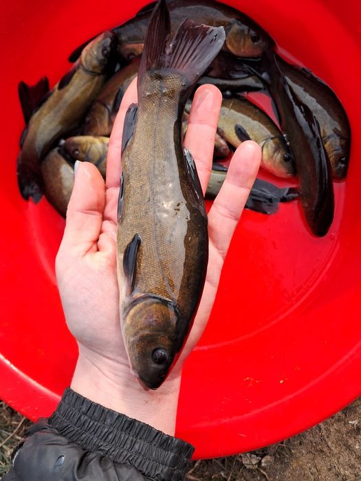 Lin narybek 15-20cm, Jesiotr, karp Siedlce • OLX.pl