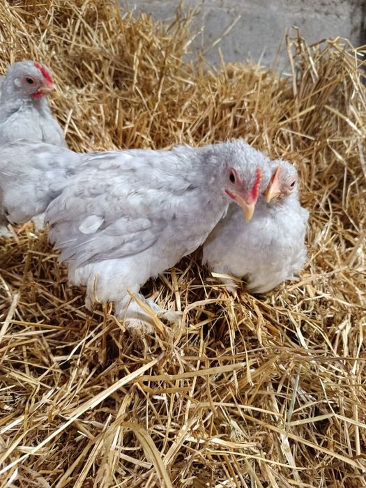 Pekins lavanda cuco Vila do Conde • OLX.pt
