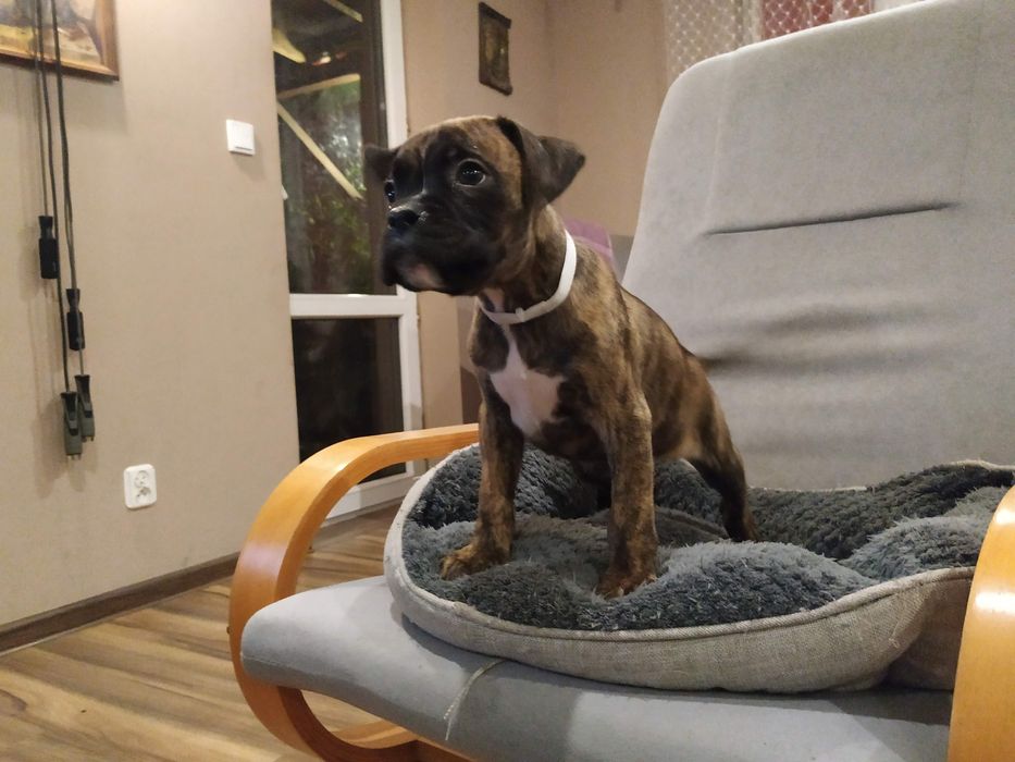 Bokser Sunia Szczeniak Zdrowy, Wesoły Lubi Zabawy z Dziećmi Żelazowa ...