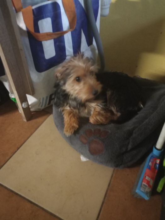 York Terrier Mix-Rezerwacja do 8 maja Zabrze • OLX.pl