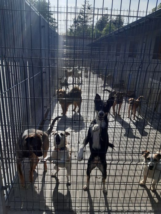 rasowe psy do oddania za darmo? Sprawdź kategorię Oddam za darmo - Strona 3