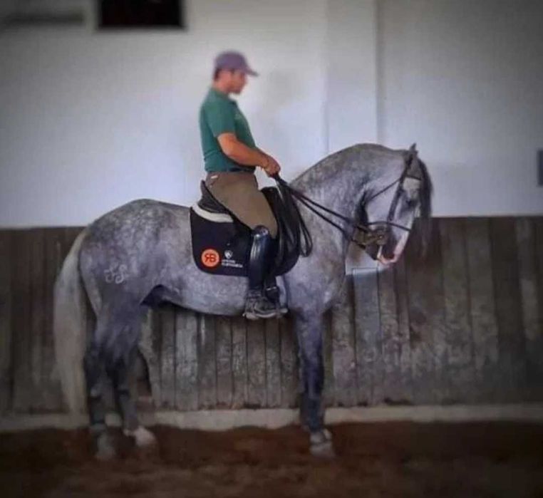 Lusitano Puro neto do Pagode Palmela • OLX.pt