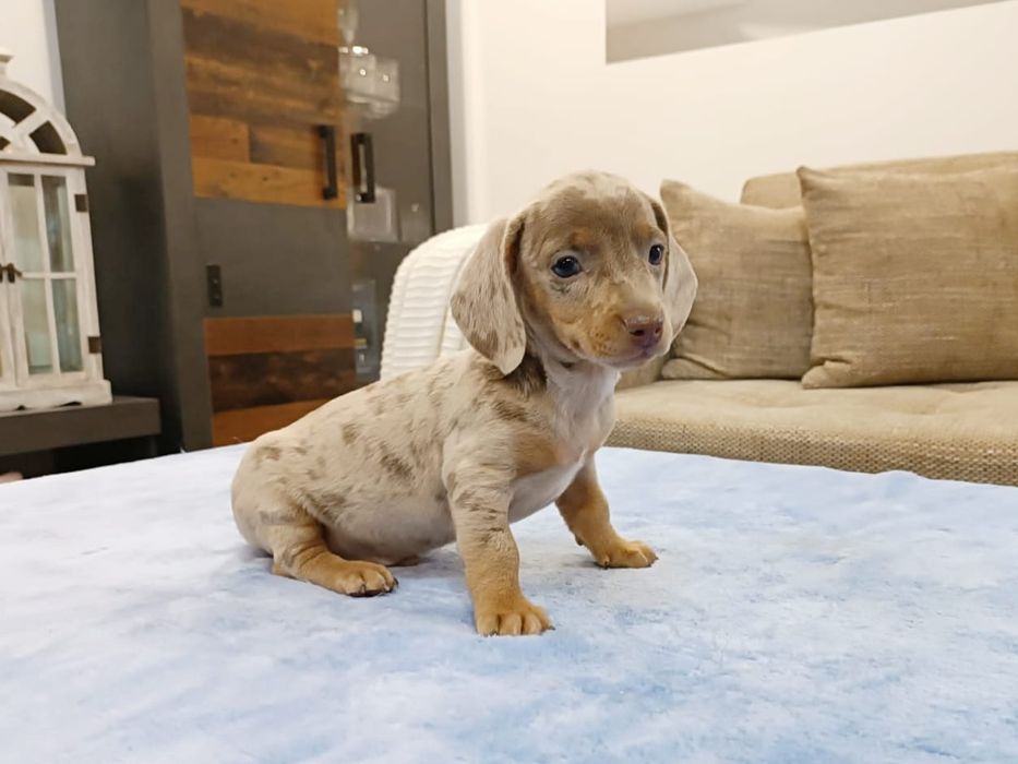 merle jamnik - Twój przyszły pies | OLX Zwierzęta