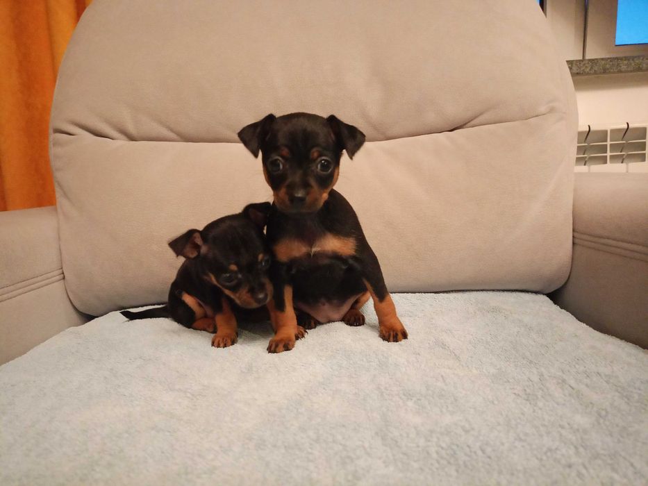 Pinczer miniaturowy, ratlerek Piotrków Trybunalski • OLX.pl