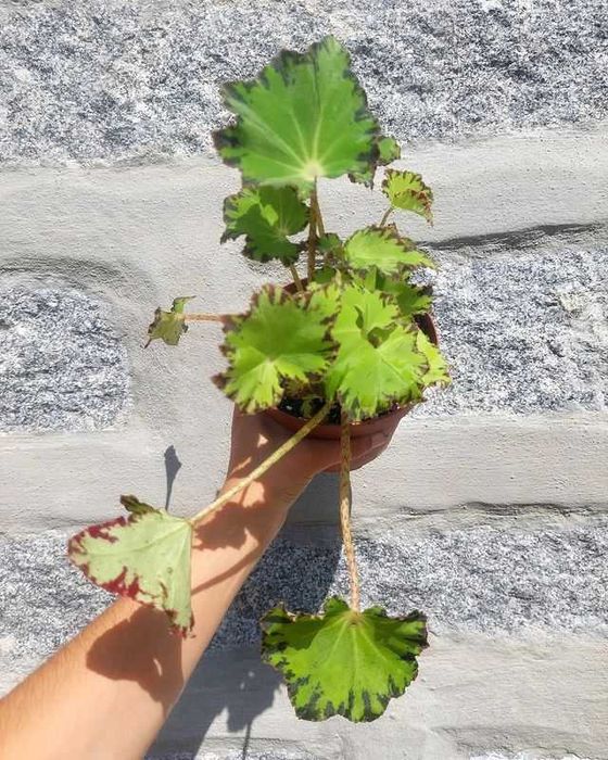 [Planta] Begonia rex 'Lima Love' Agualva E Mira-Sintra • OLX.pt