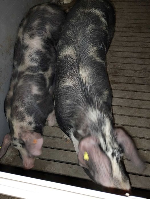 Knurki i loszki hodowlane 1500zl knurek, 1300 zl loszka Złotowo • OLX.pl