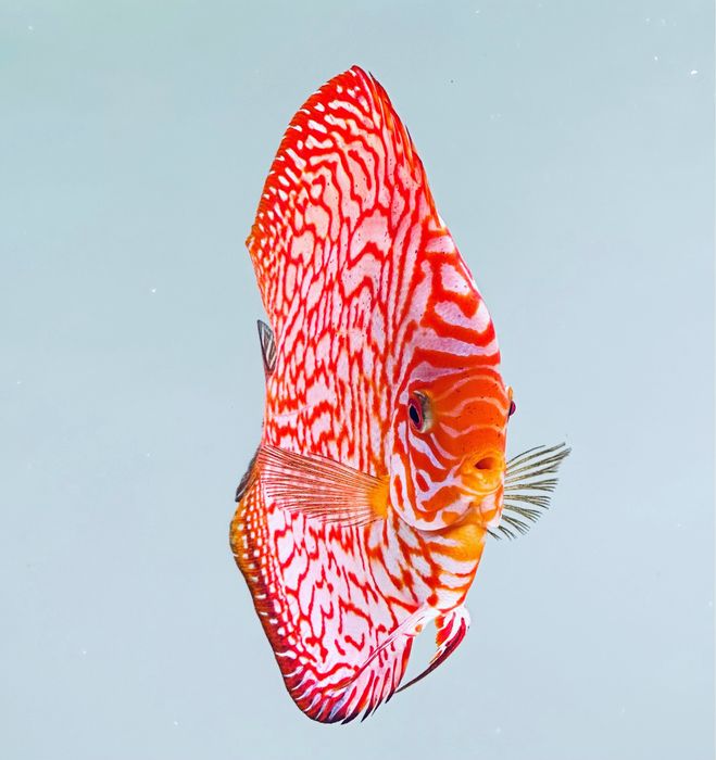 Paletki Red Map młode 6-7 cm Warszawa Włochy • OLX.pl